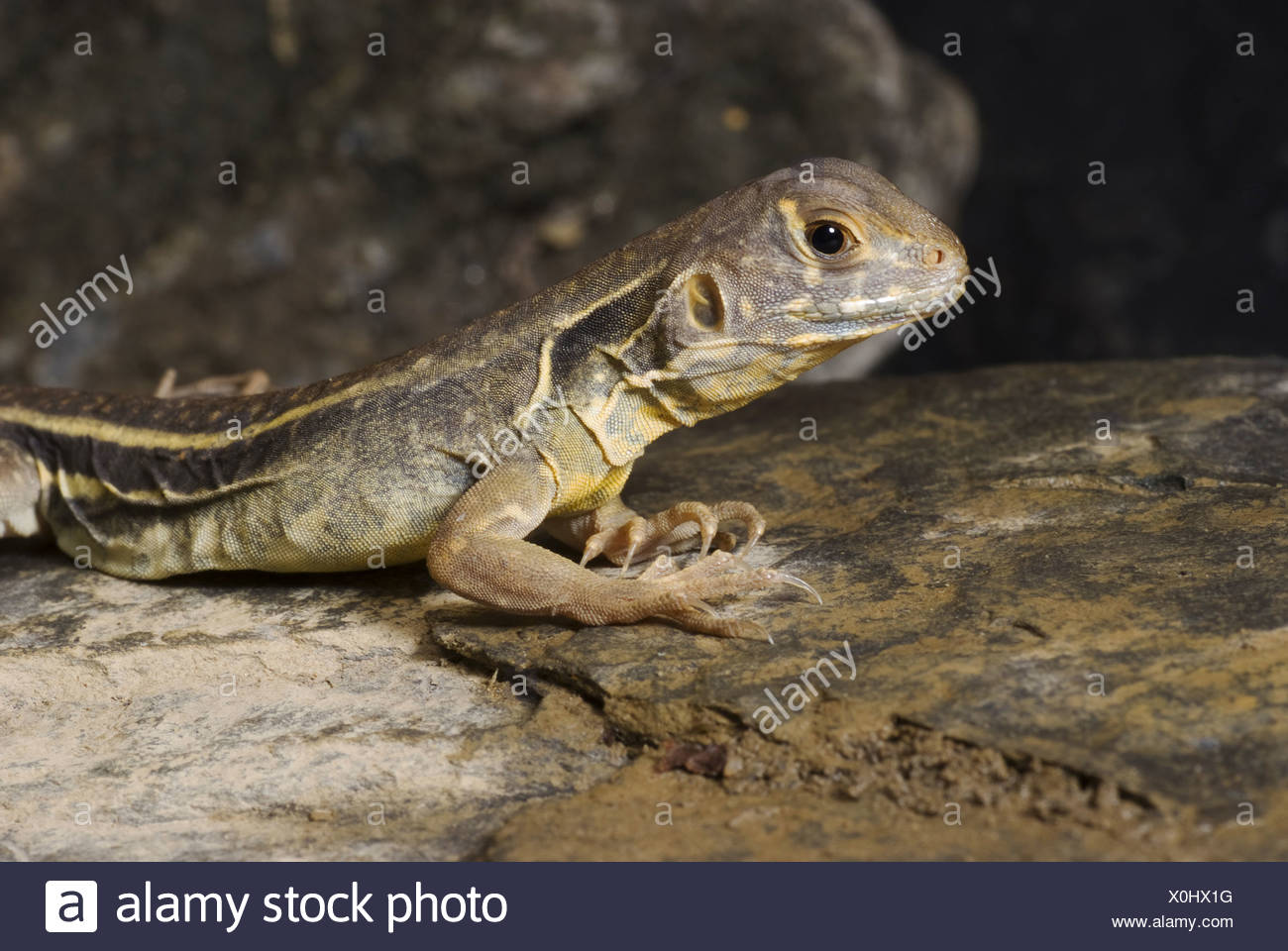 Leiolepis High Resolution Stock Photography and Images - Alamy