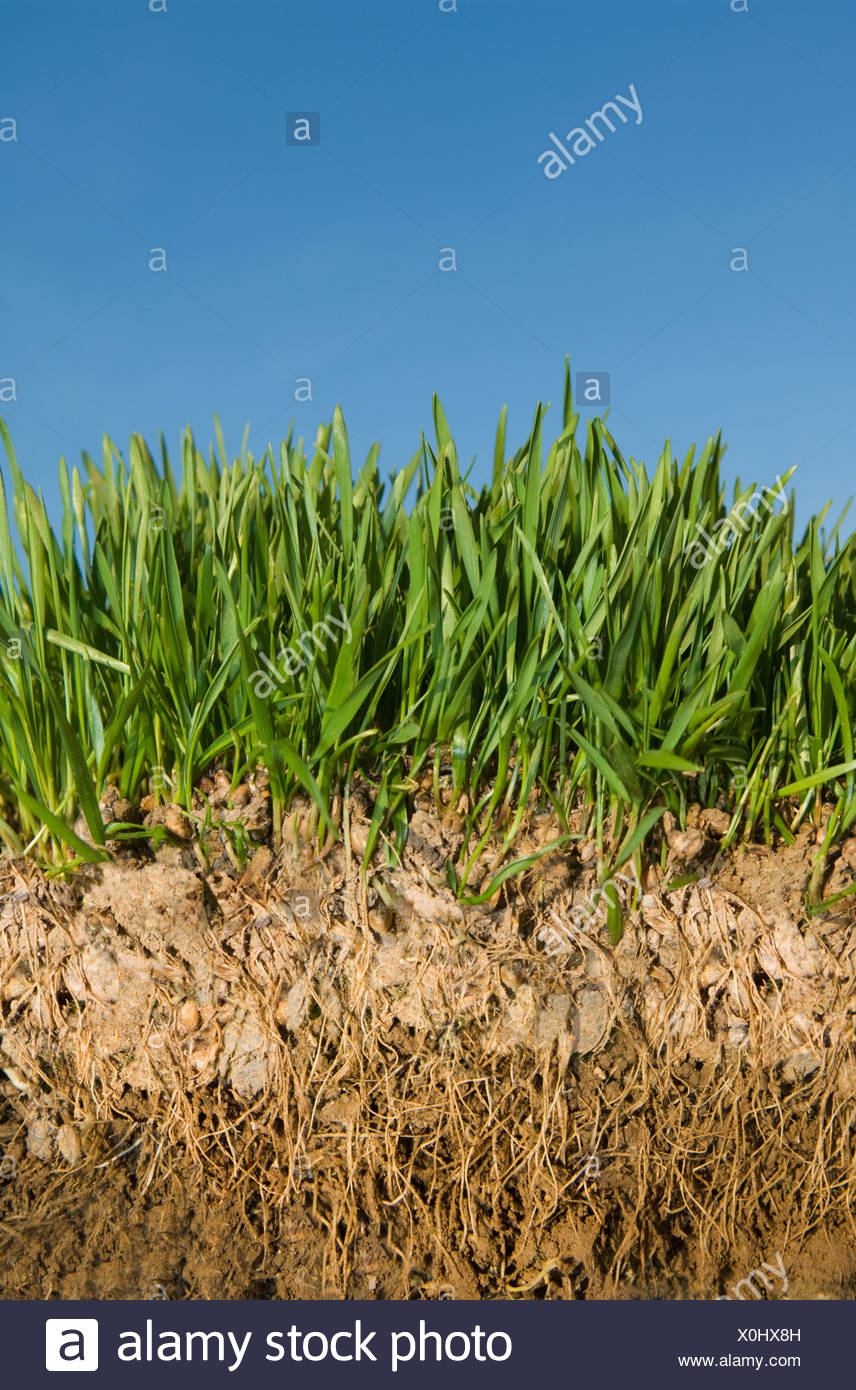 Wheat Plant Roots High Resolution Stock Photography and Images - Alamy