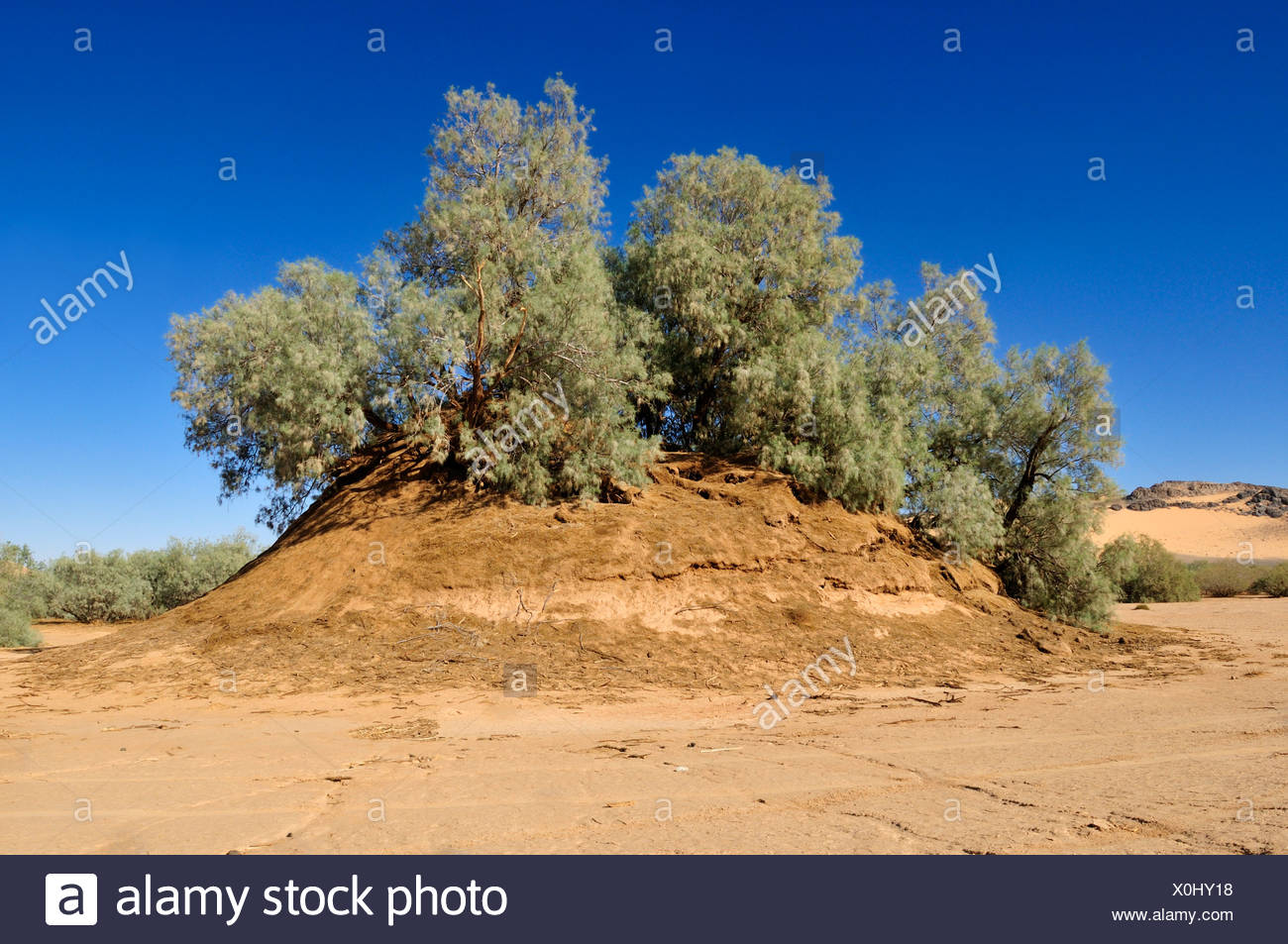 Tamarisk Tree High Resolution Stock Photography and Images - Alamy