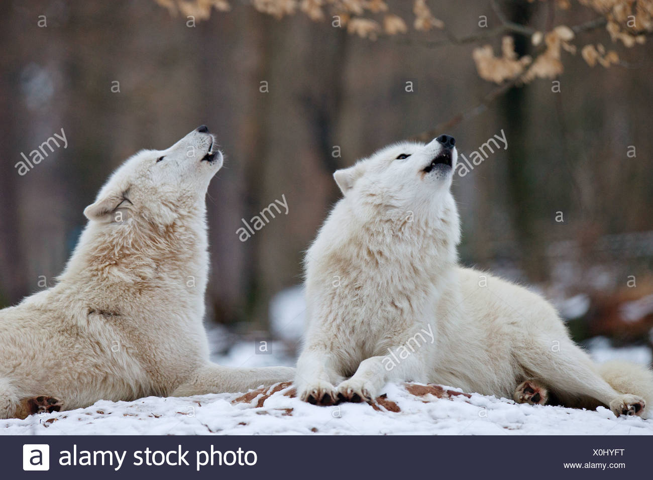 Arctic Wolves Canis Lupus Arctos In The Snow Stock Photos & Arctic ...