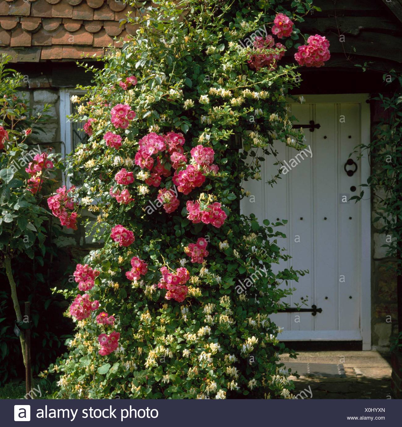American Climbing Rose High Resolution Stock Photography and Images - Alamy
