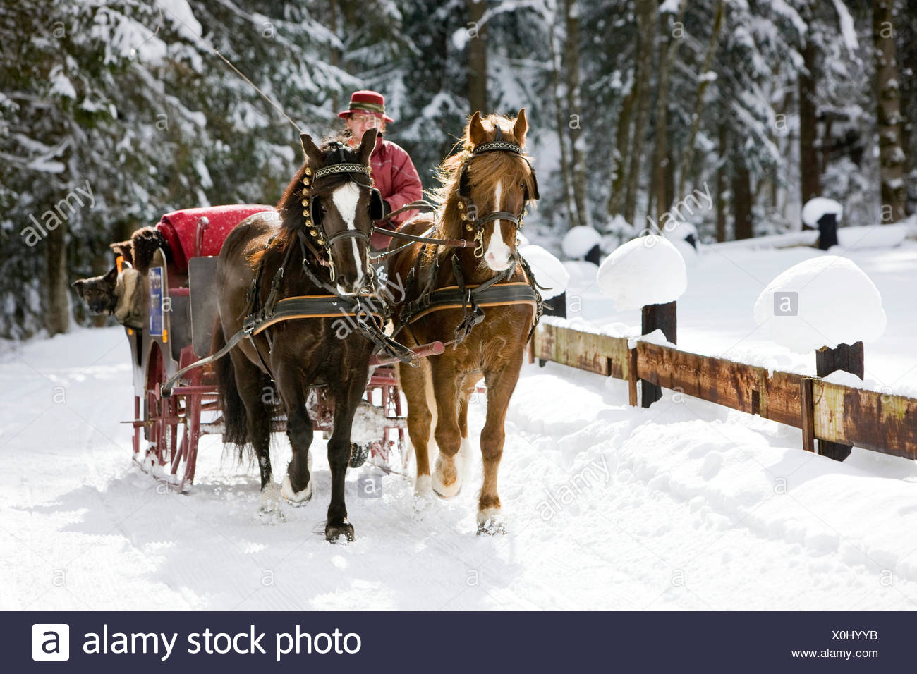 Sleigh Ride Stock Photos & Sleigh Ride Stock Images - Alamy
