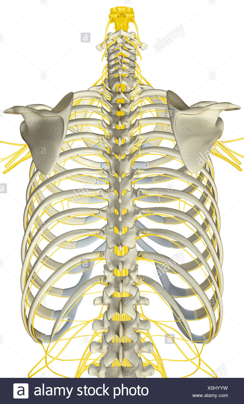 Thoracic Spinal Nerves High Resolution Stock Photography and Images - Alamy