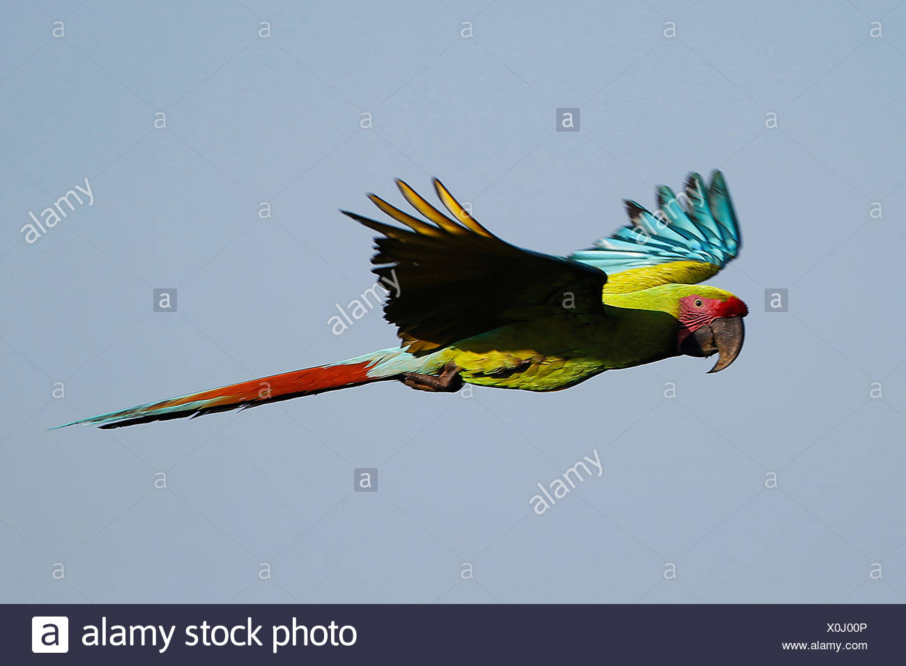Buffons Macaw Ara Ambigua Stock Photos & Buffons Macaw Ara Ambigua ...