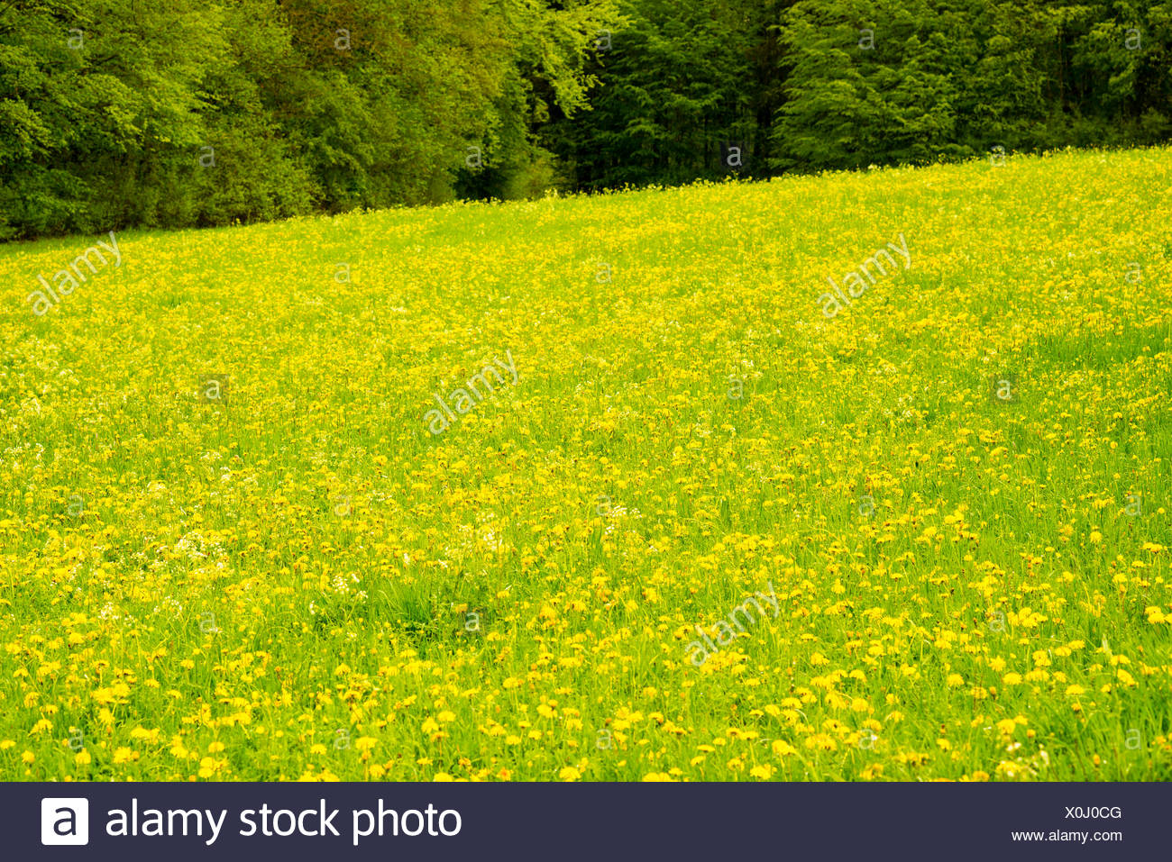 Spring Meadow Flowers Forest Germany High Resolution Stock Photography ...