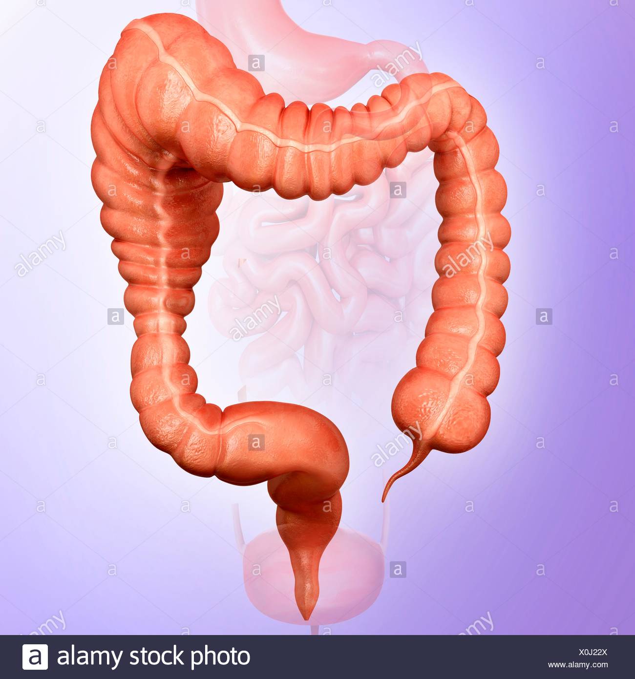 Megacolon High Resolution Stock Photography and Images - Alamy