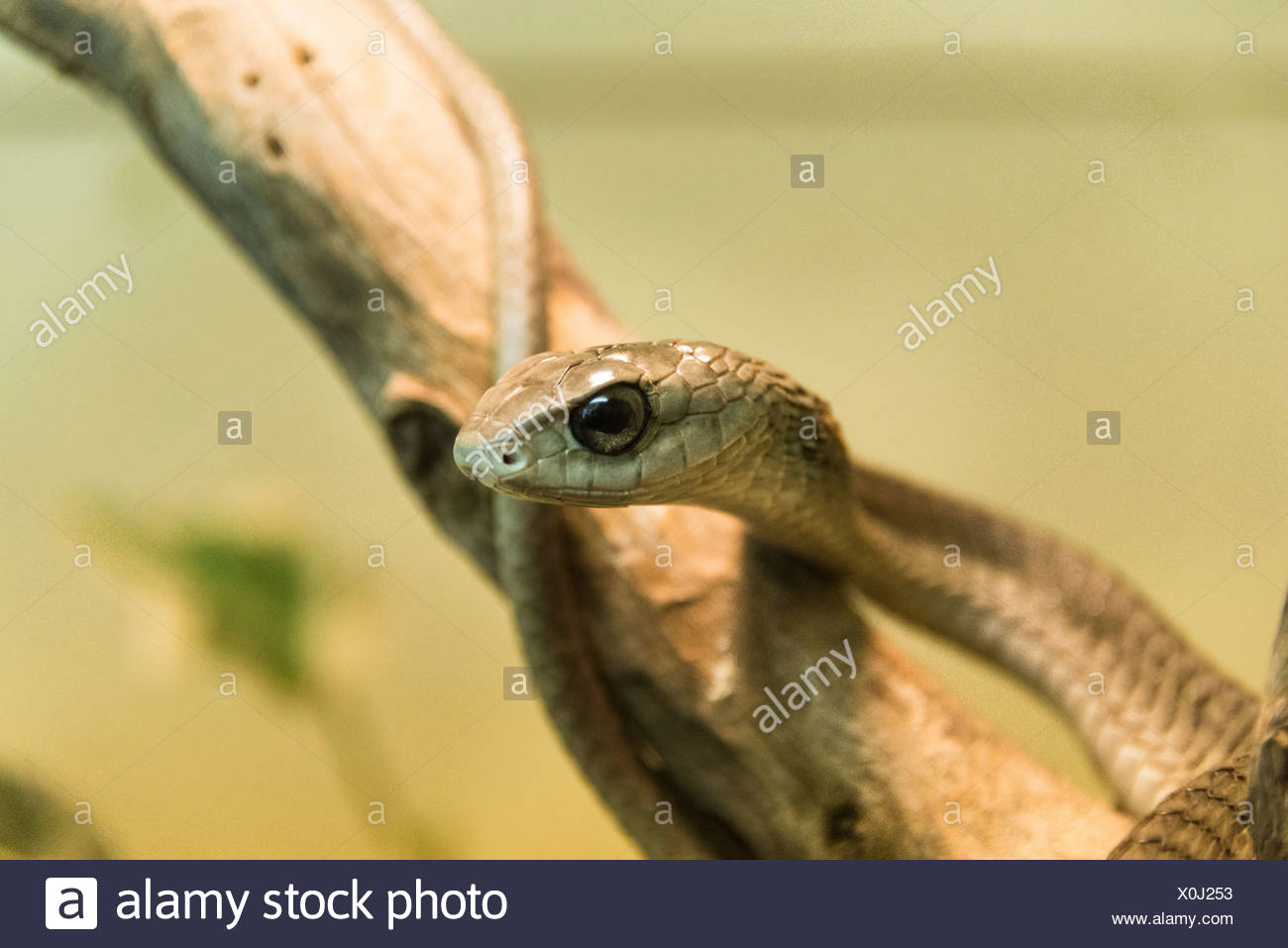 Dispholidus Typus High Resolution Stock Photography and Images - Alamy