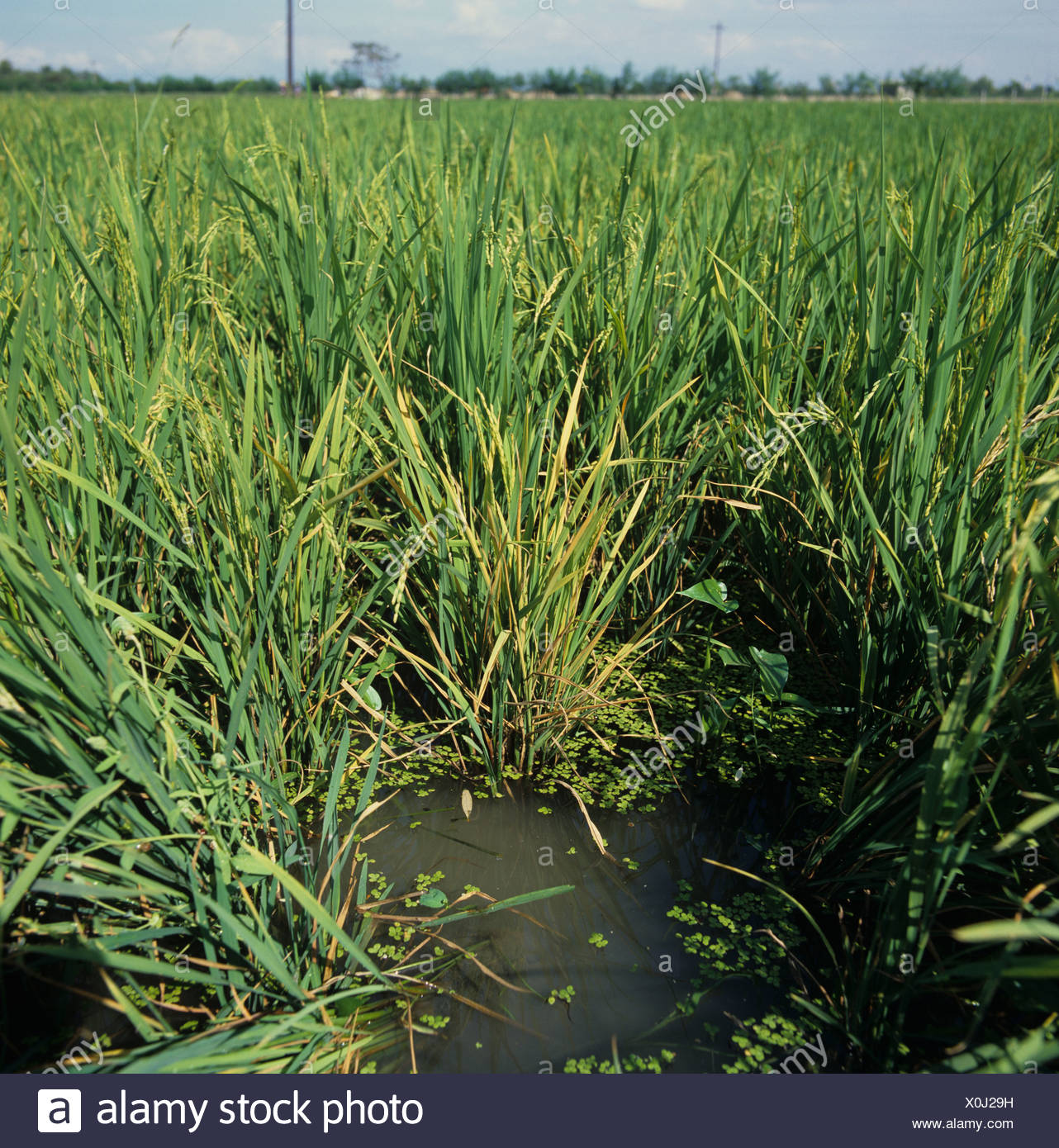 Nephotettix High Resolution Stock Photography and Images - Alamy