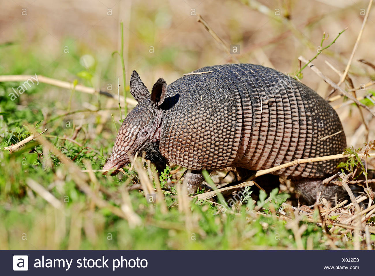 Nine Banded Armadillo High Resolution Stock Photography and Images - Alamy
