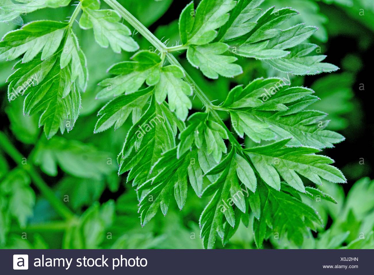 Tripinnate Leaves High Resolution Stock Photography and Images - Alamy