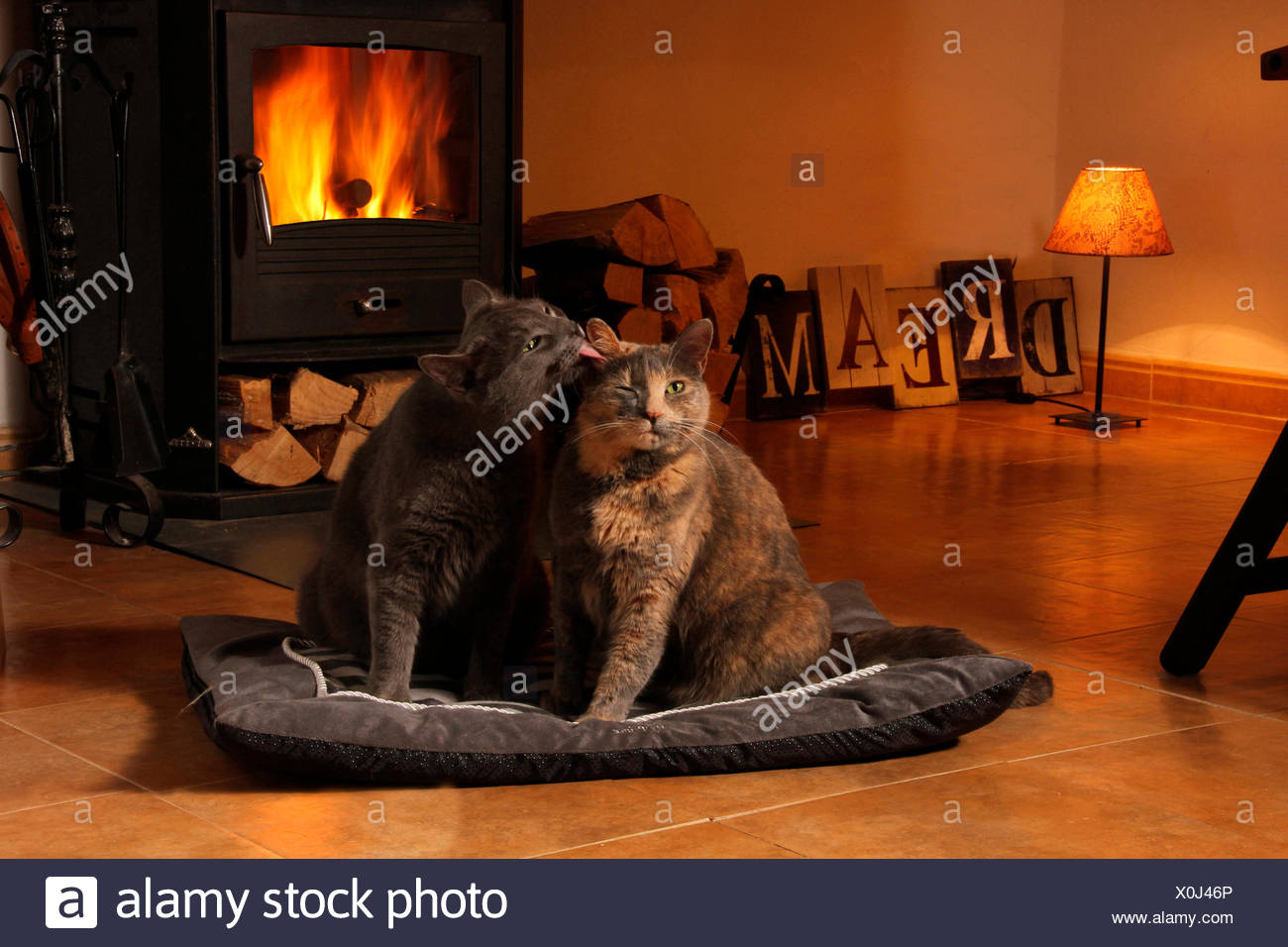 Cat In Front Fireplace High Resolution Stock Photography and Images - Alamy
