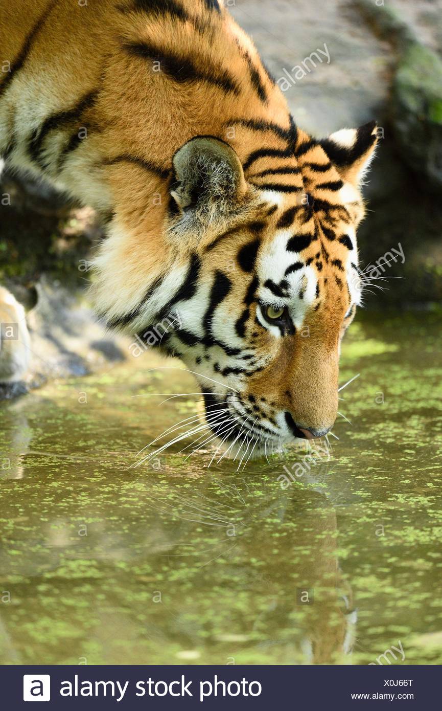Tiger Drinking Water High Resolution Stock Photography and Images - Alamy