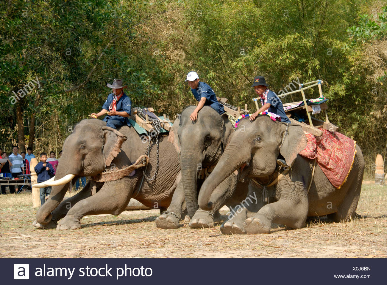 Elephant Kneeling Stock Photos & Elephant Kneeling Stock Images - Alamy