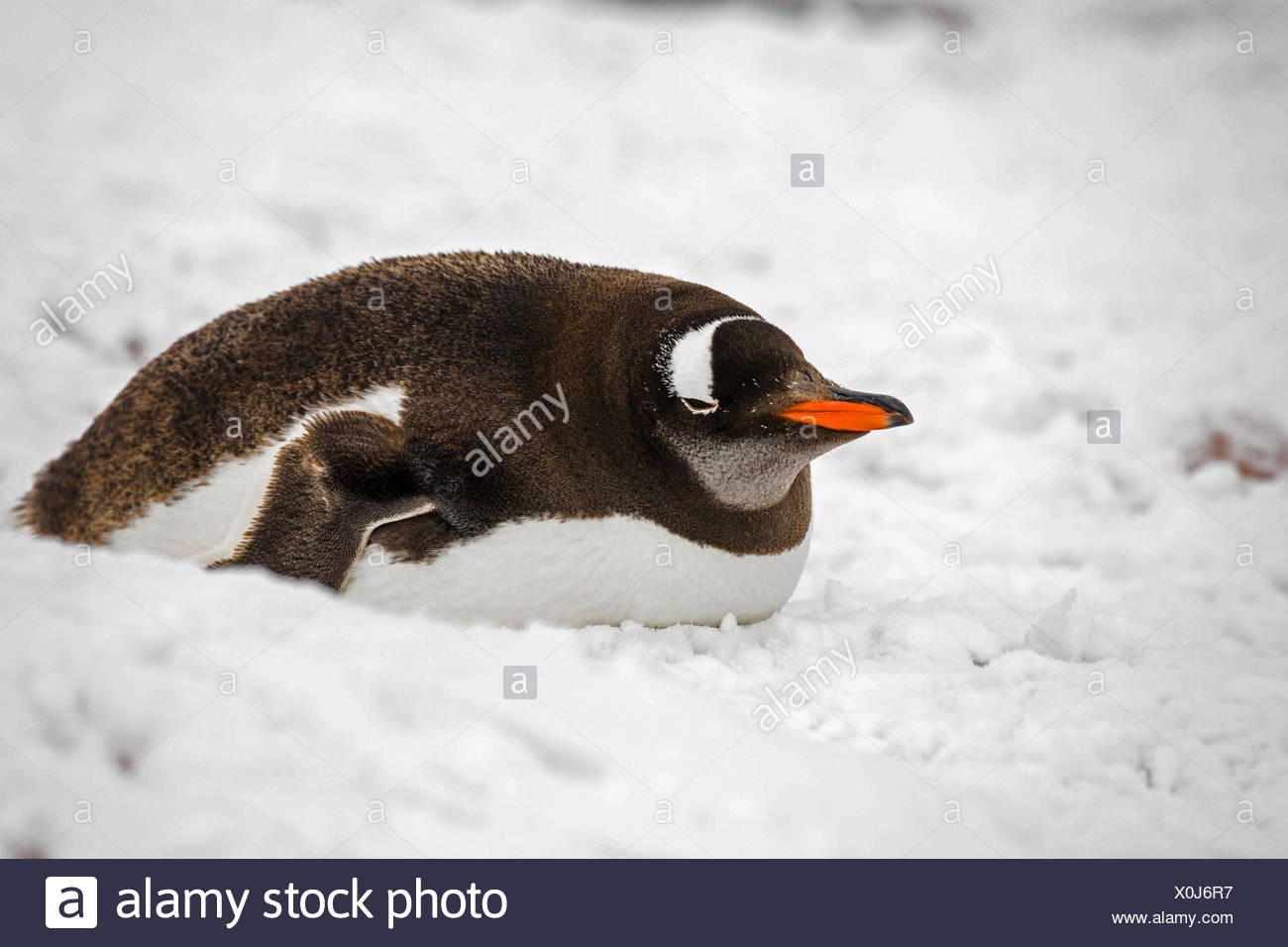 Penguins Sleeping High Resolution Stock Photography and Images - Alamy