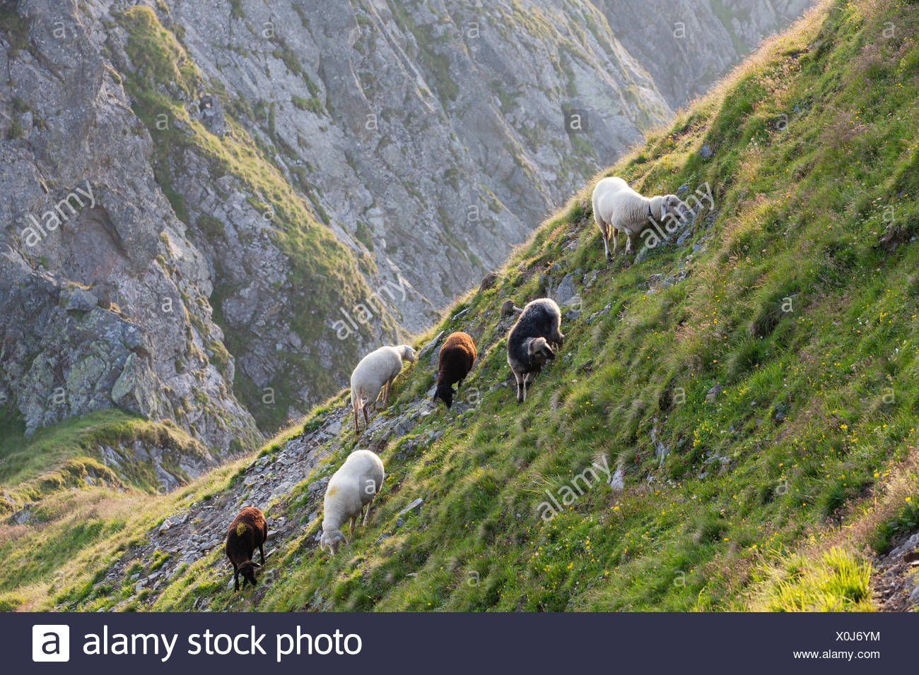 Sheep Grazing On Steep Slope High Resolution Stock Photography and ...