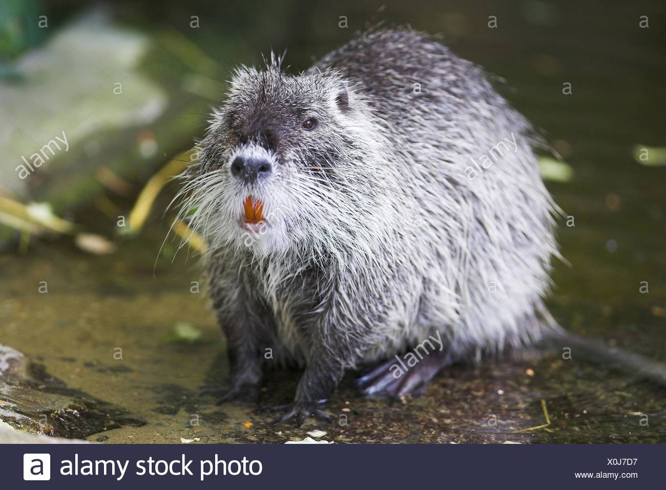 Nutria Rats High Resolution Stock Photography and Images - Alamy