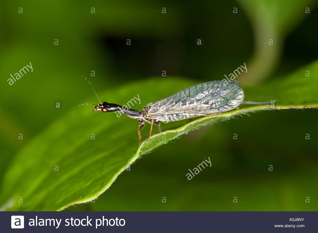 Neuropterans High Resolution Stock Photography and Images - Alamy