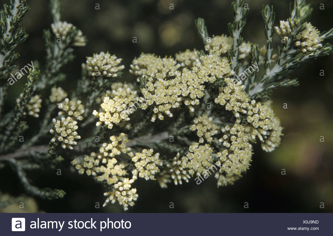 Ozothamnus High Resolution Stock Photography and Images - Alamy