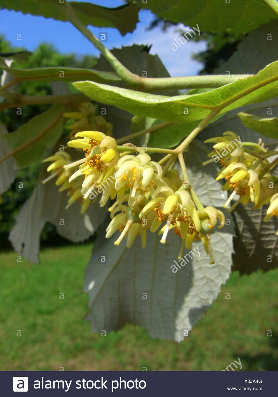 Silver Linden Tilia Tomentosa Stock Photos & Silver Linden Tilia ...