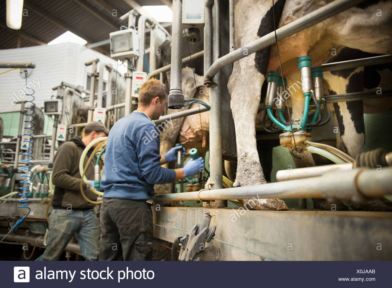 Milking Cow Machine High Resolution Stock Photography and Images - Alamy