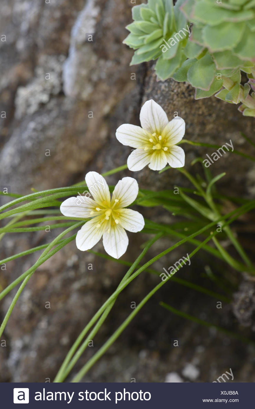 Snowdon Lily High Resolution Stock Photography and Images - Alamy