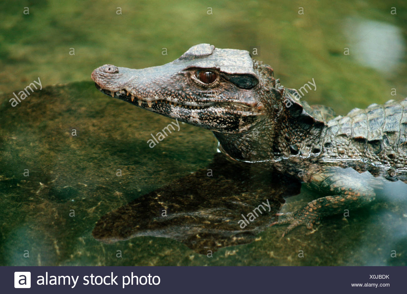 Smooth Fronted Caiman High Resolution Stock Photography and Images - Alamy