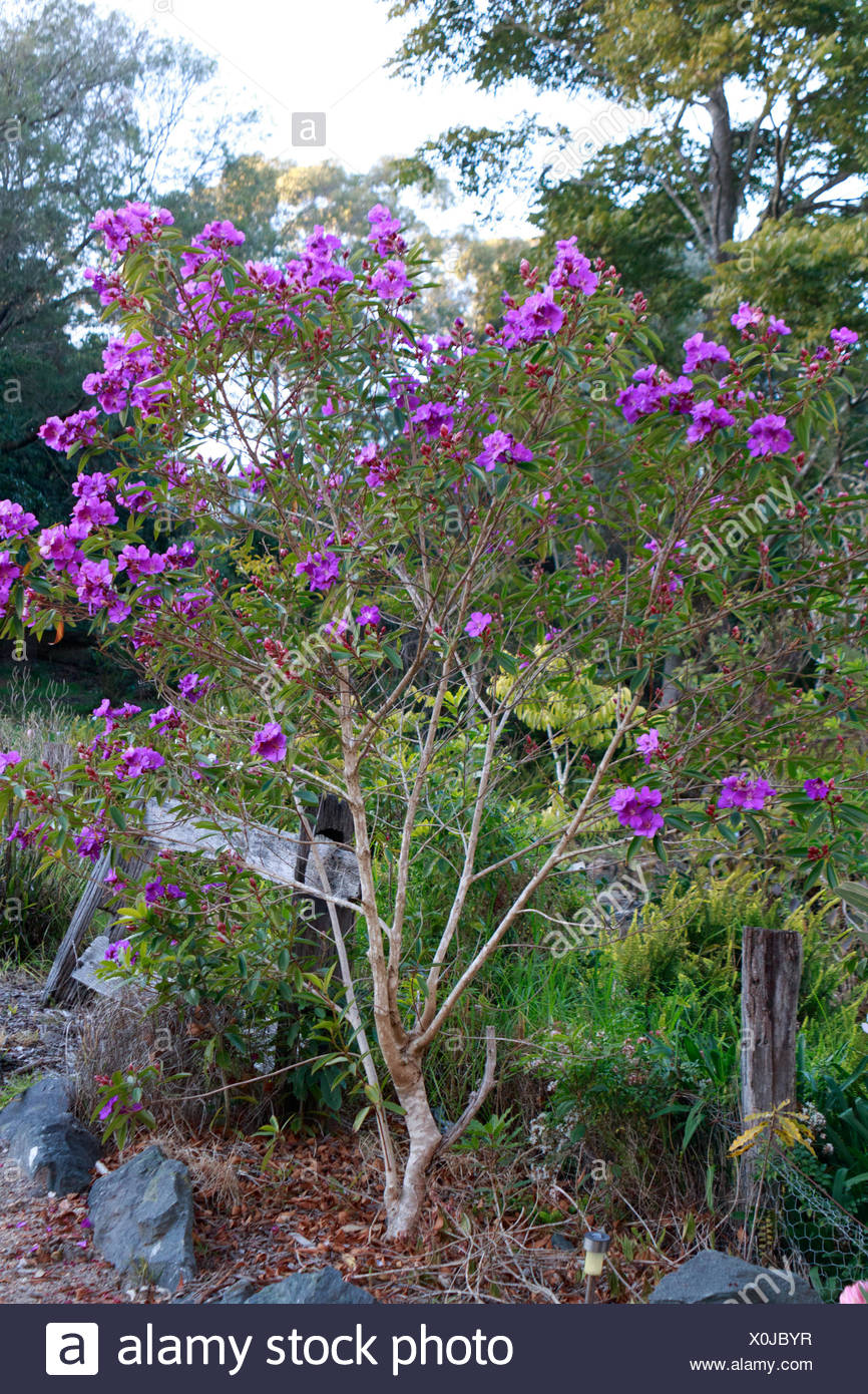 Lasiandra Stock Photos & Lasiandra Stock Images - Alamy