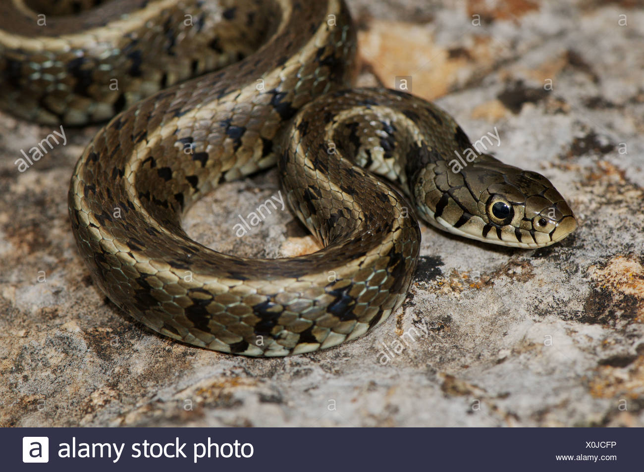 Grass Snake Natrix Natrix Persa Stock Photos & Grass Snake Natrix ...