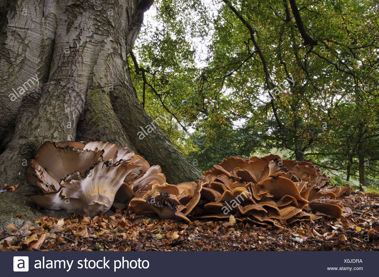 Black Staining Polypore High Resolution Stock Photography and Images ...