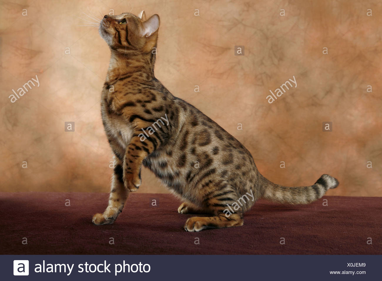 Bengalkatze High Resolution Stock Photography and Images - Alamy