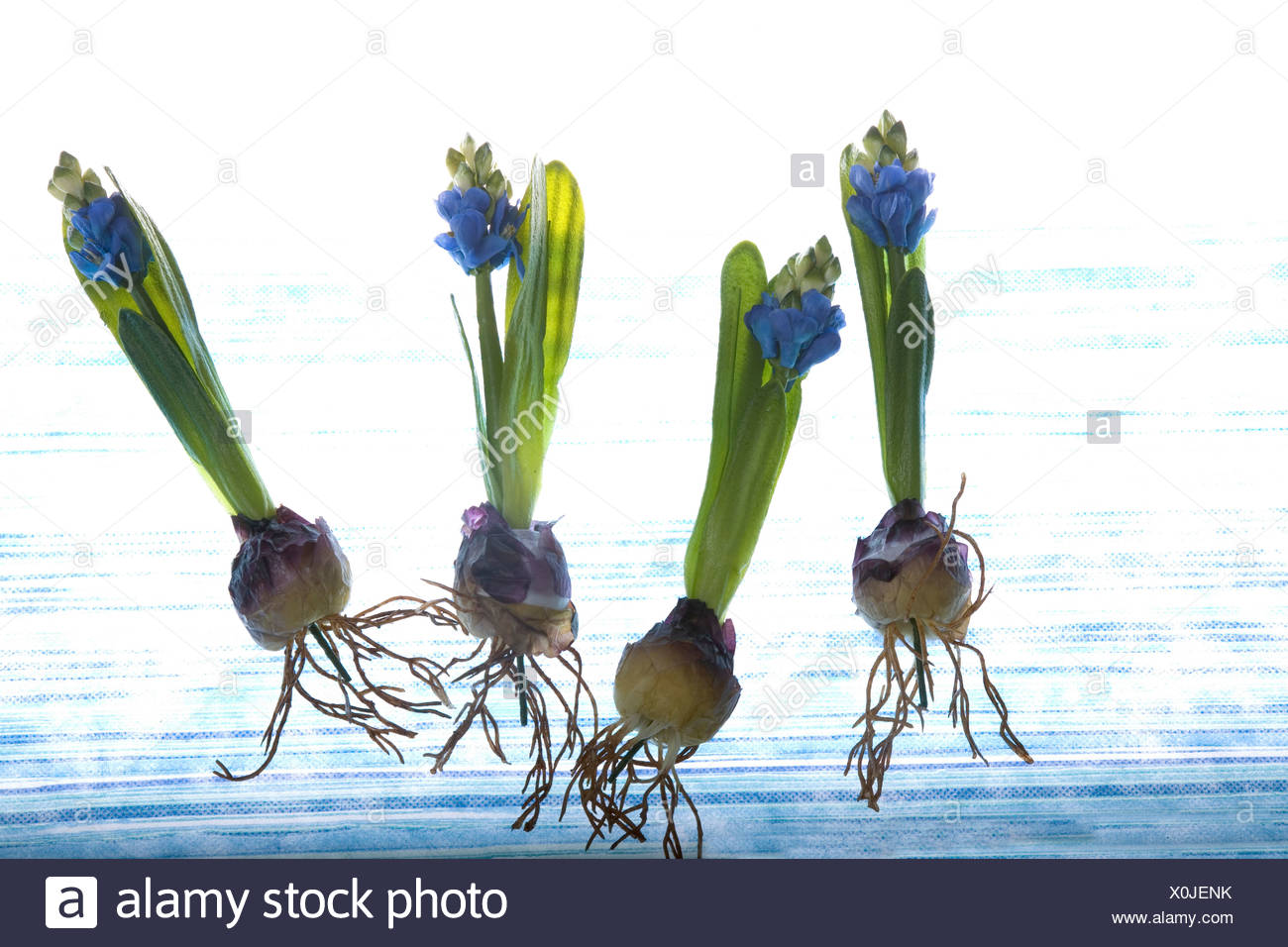 Crocus Cloth High Resolution Stock Photography and Images - Alamy