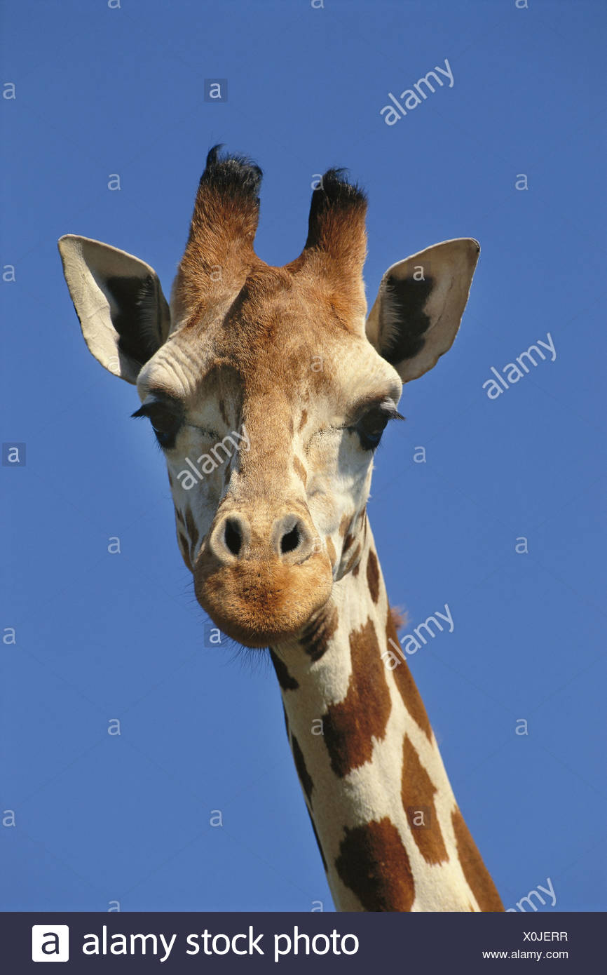 Giraffe Eyes High Resolution Stock Photography and Images - Alamy