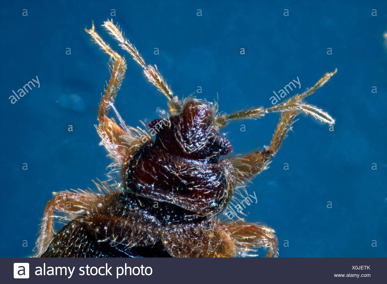 Martin Bug High Resolution Stock Photography and Images - Alamy