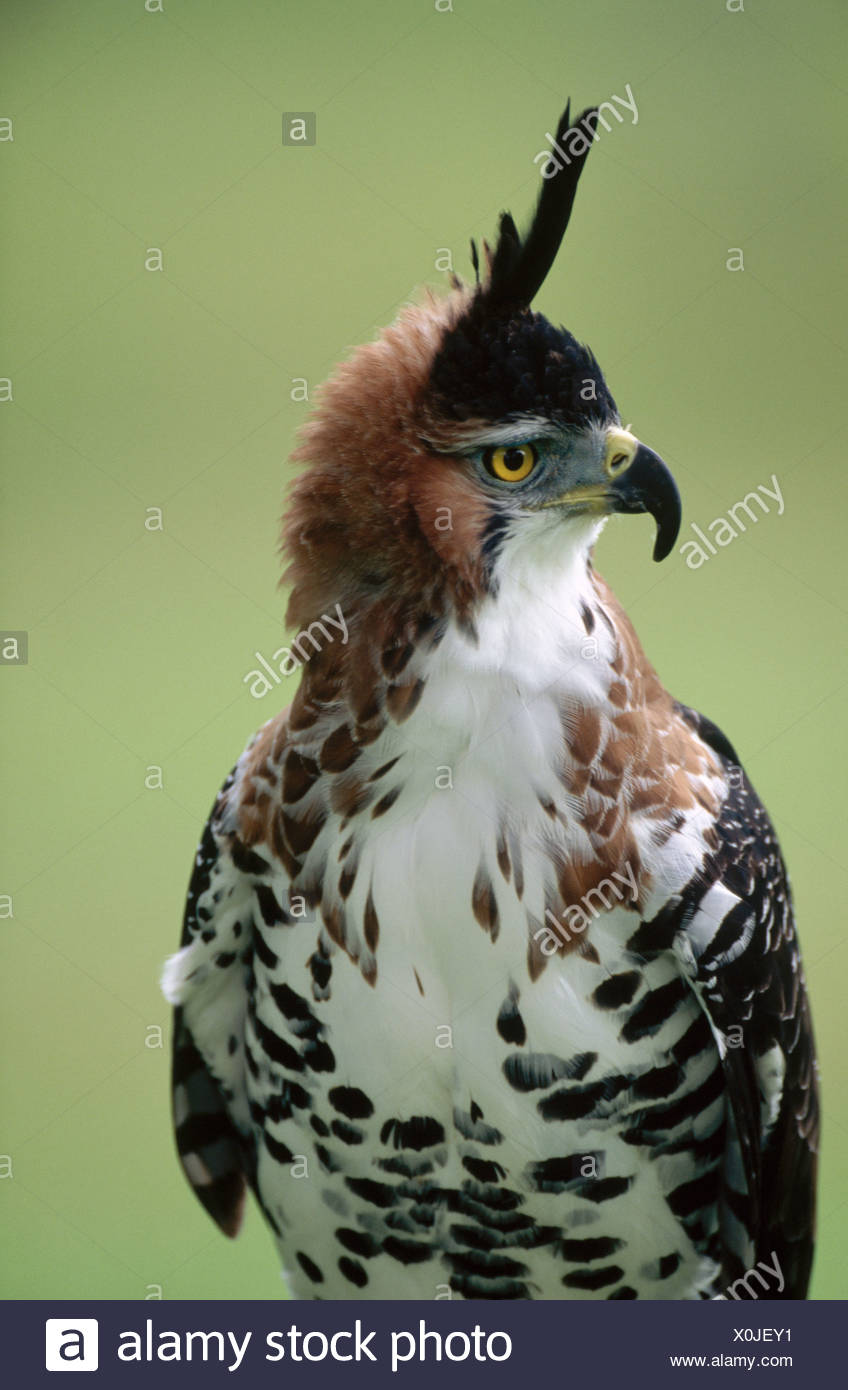 Spizaetus Ornatus High Resolution Stock Photography and Images - Alamy