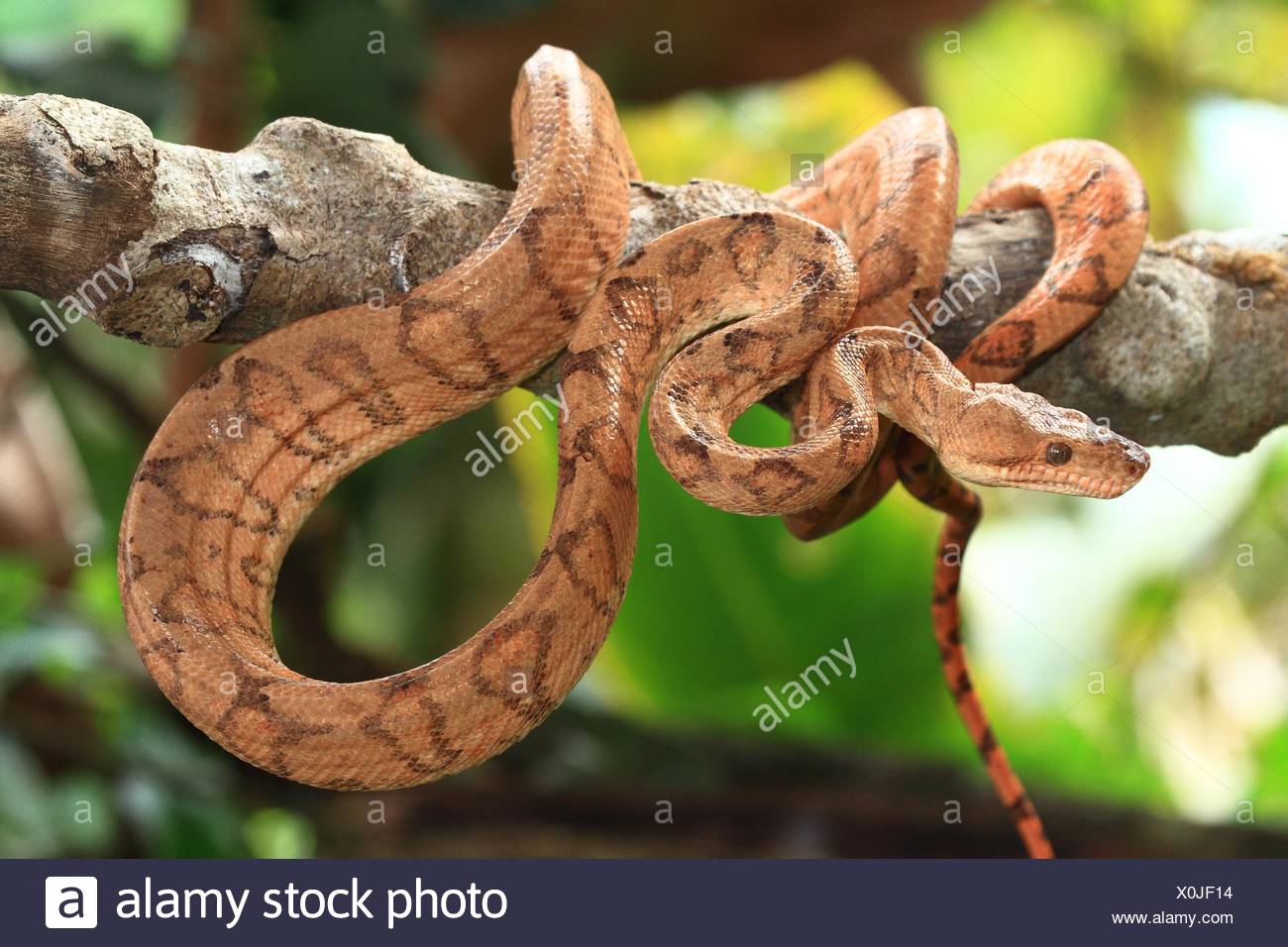 Corallus Annulatus High Resolution Stock Photography and Images - Alamy