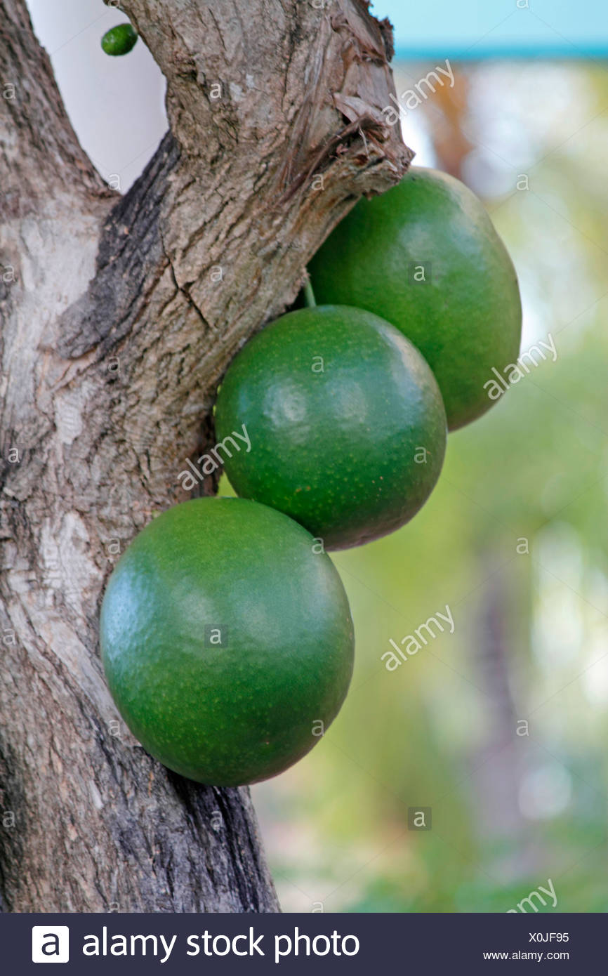 Calabash Tree Stock Photos & Calabash Tree Stock Images - Alamy