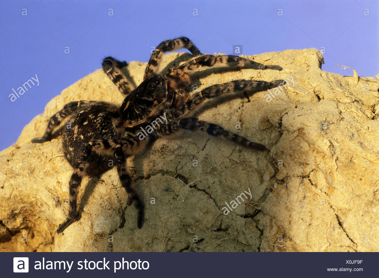Tarantula Wolf Spiders High Resolution Stock Photography and Images - Alamy