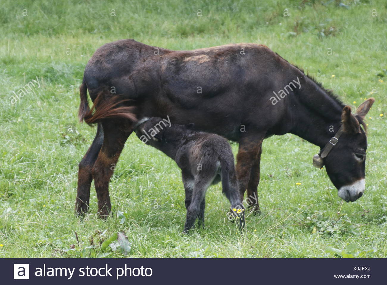 Donkey Colt High Resolution Stock Photography and Images - Alamy