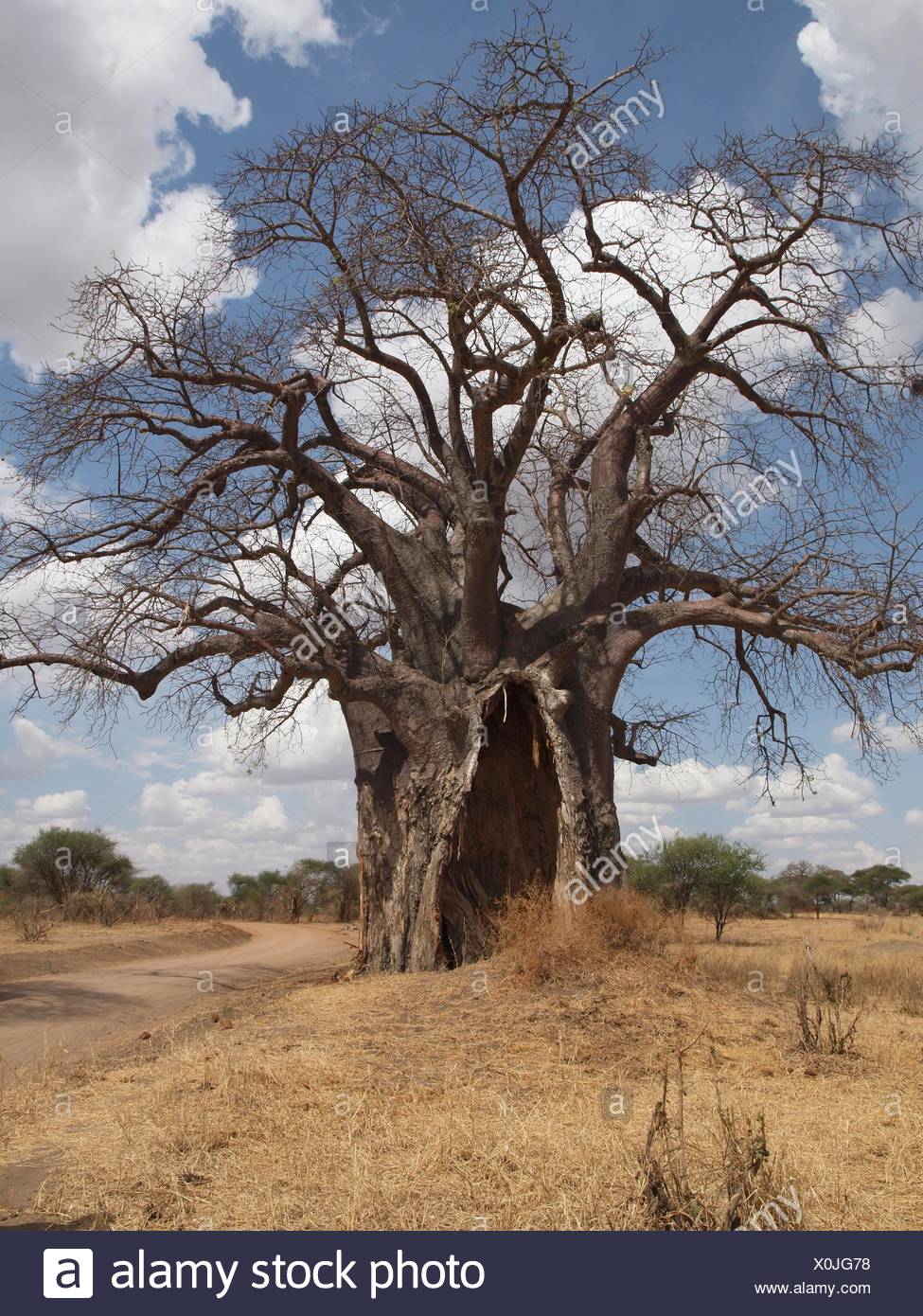 Hollow Baobab Tree Africa High Resolution Stock Photography and Images ...
