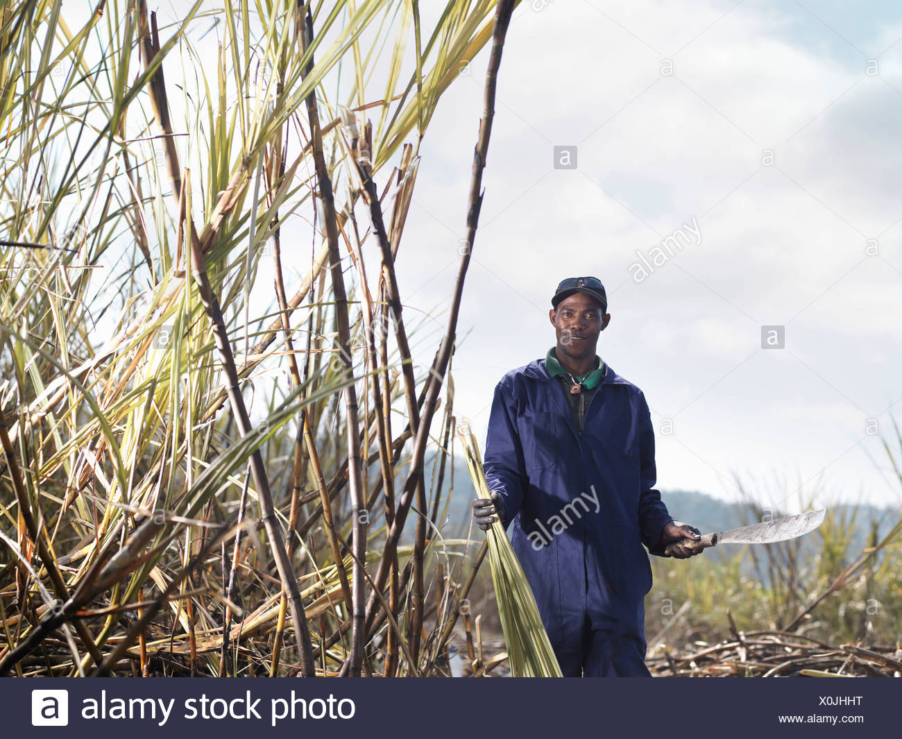 Sugar Cane Man Cutting Cane Stock Photos & Sugar Cane Man Cutting Cane ...