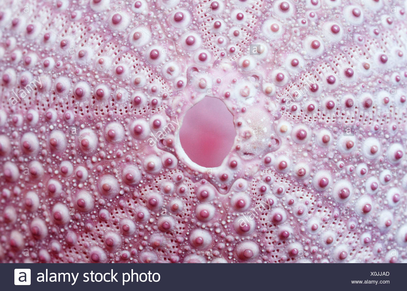 Seeigel Skelett Stock Photos & Seeigel Skelett Stock Images - Alamy