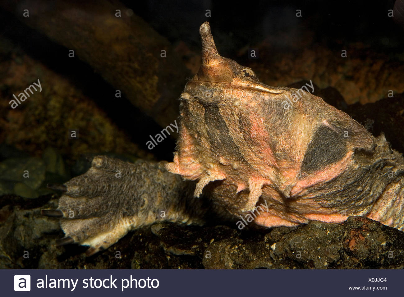 Matamata Turtles High Resolution Stock Photography and Images - Alamy