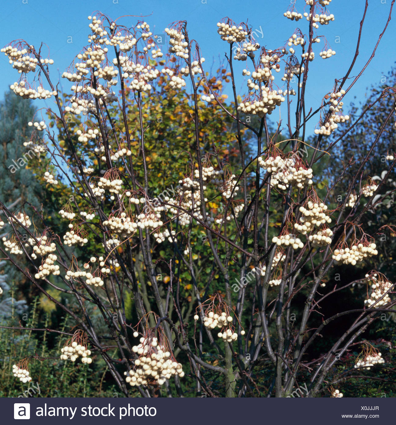 Sorbus Cashmiriana High Resolution Stock Photography and Images - Alamy
