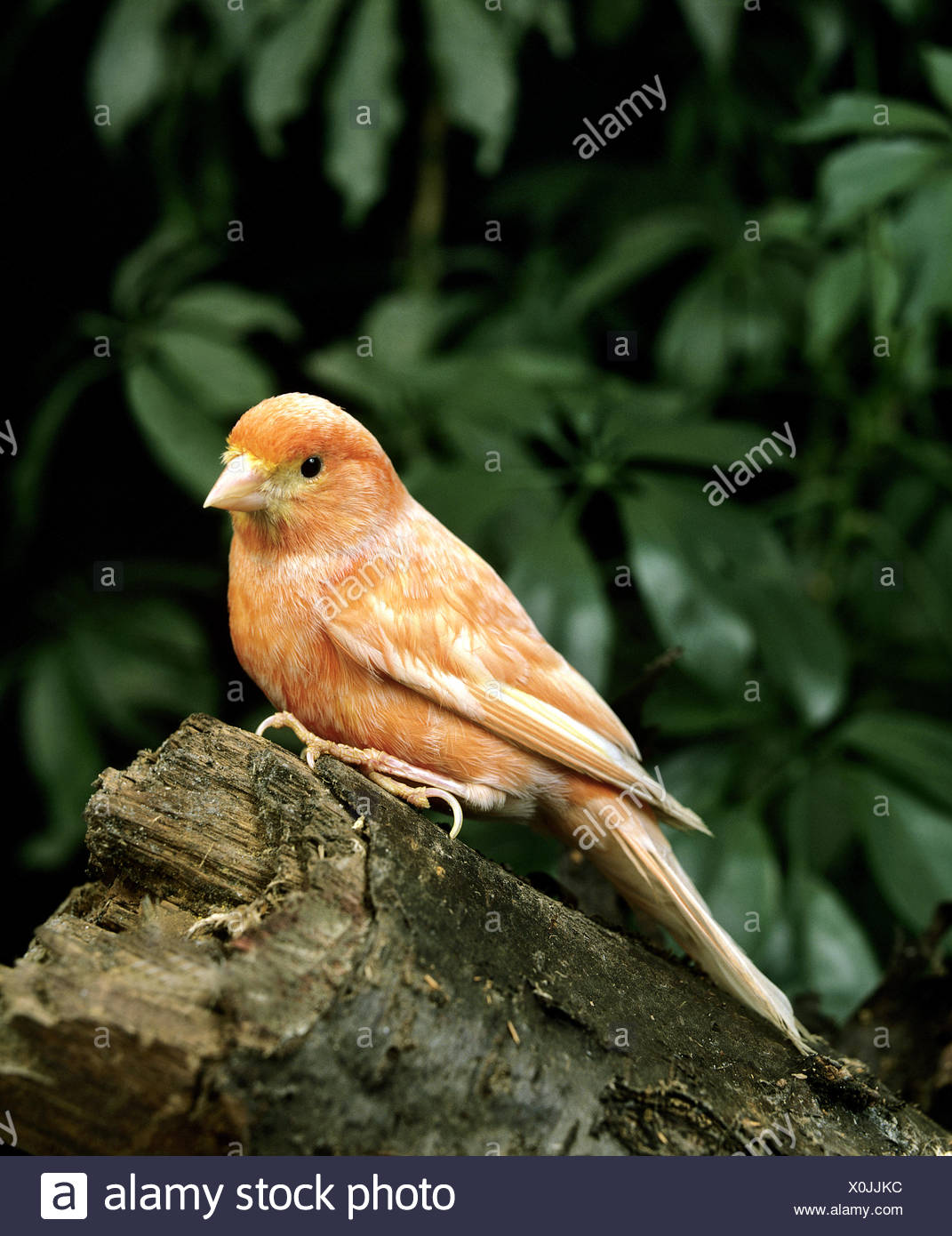 Serinus Canaria Domestic Stock Photos & Serinus Canaria Domestic Stock ...