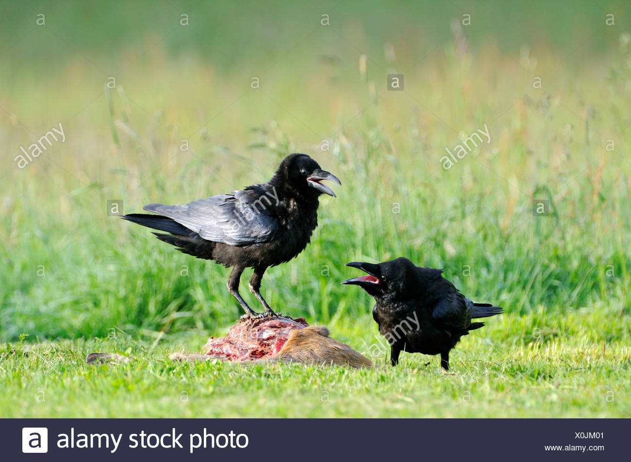Common Raven Corvus Corax Eating High Resolution Stock Photography and ...
