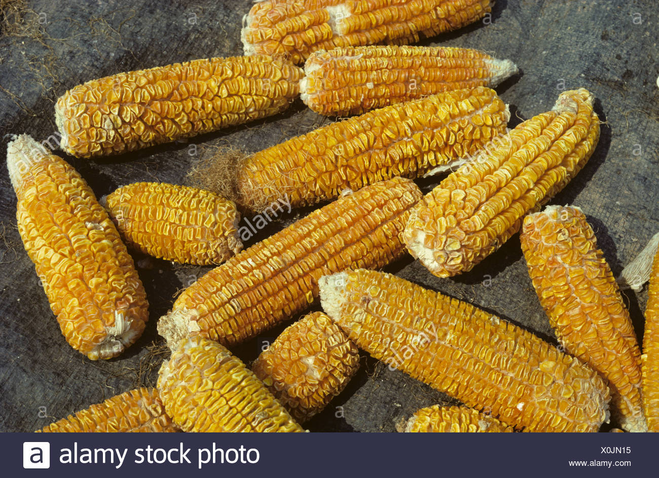 Dry Corn Cob High Resolution Stock Photography and Images - Alamy