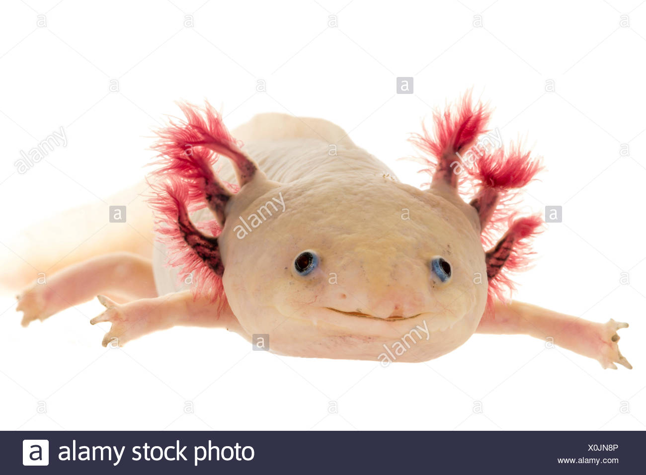 Mexican Axolotl Salamander High Resolution Stock Photography and Images ...