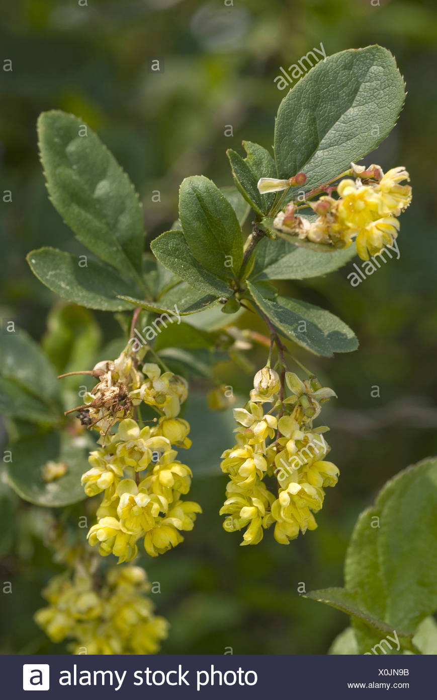 Berberis Vulgaris High Resolution Stock Photography and Images - Alamy