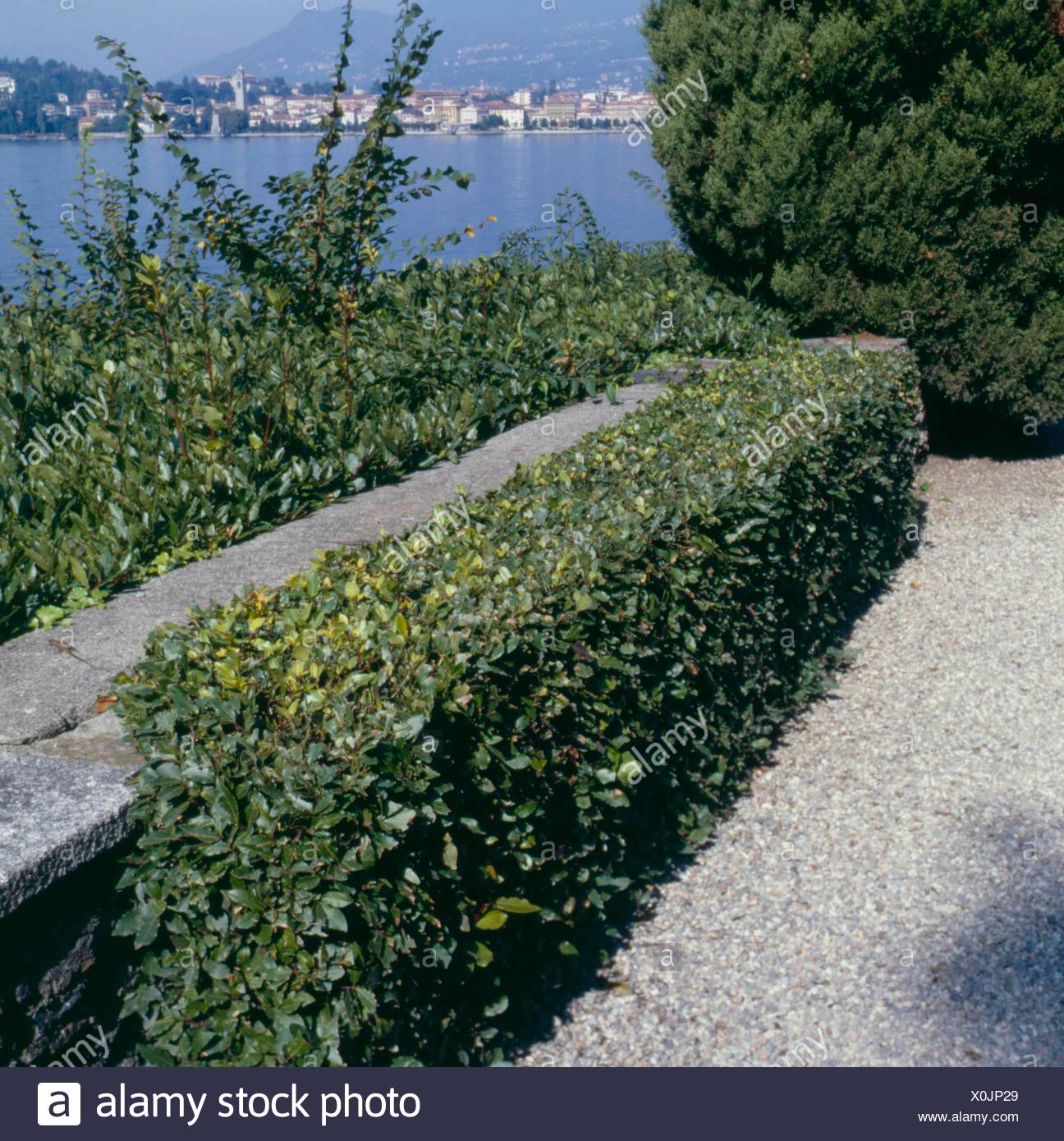 Laurus Nobilis High Resolution Stock Photography and Images - Alamy