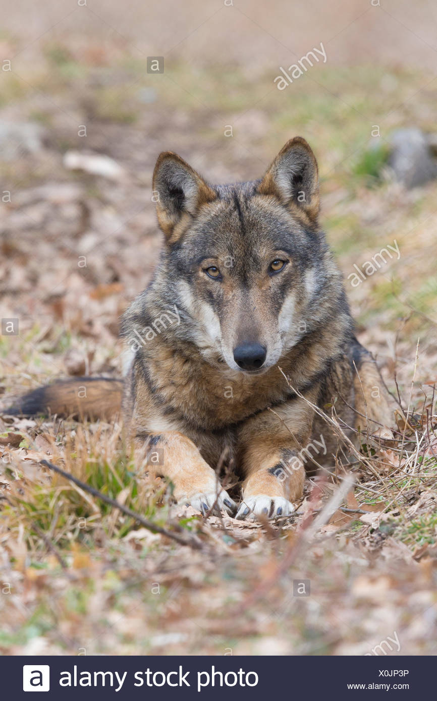 Italian Wolf Canis Lupus Italicus High Resolution Stock Photography and ...